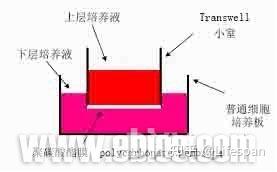 Transwell实验方法 - 知乎
