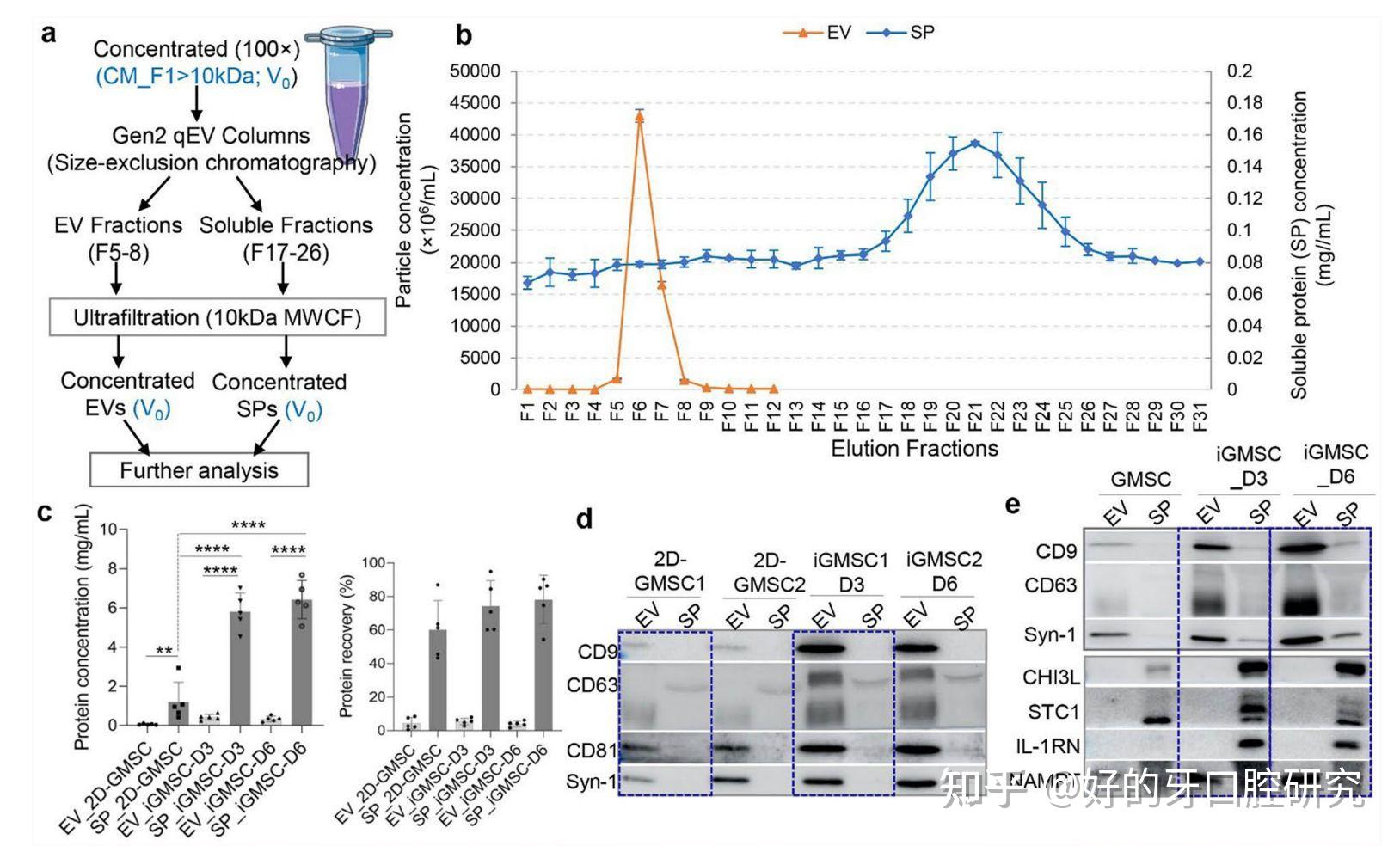 新研究：人牙龈间充质干细胞分泌组有望促进口腔组织再生 - 知乎