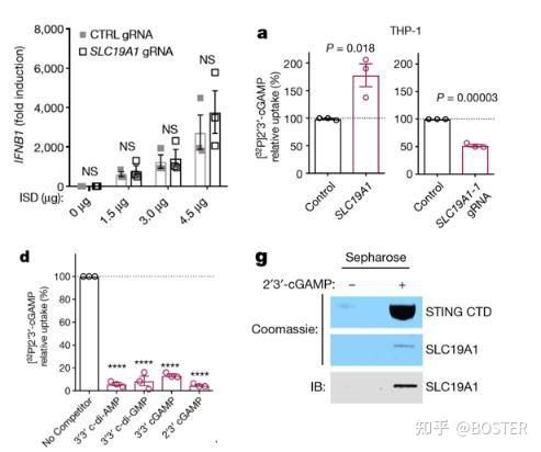 Nature：环状二核苷酸类分子的转运体SLC19A1 - 知乎