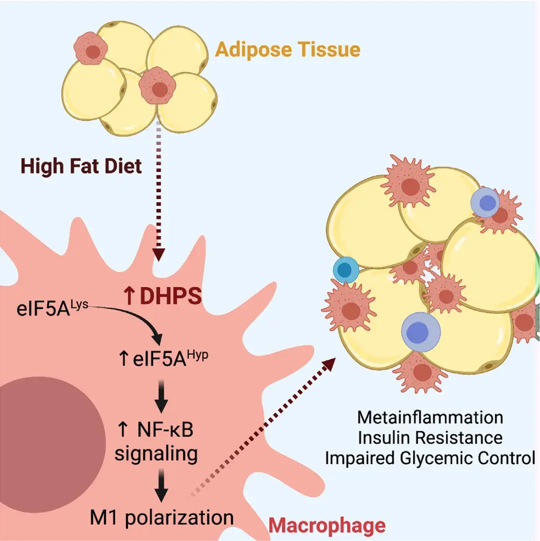 Cell Metab|Raghavendra G Mirmira团队指出脱氧黄嘌呤合酶可促进促炎性巨噬细胞表型 - 知乎