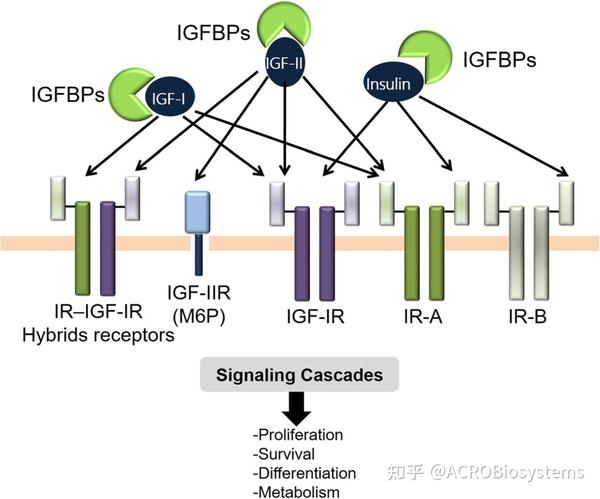 【靶点新势力】IGF-IR靶向眼疾治疗国内“首破冰” - 知乎