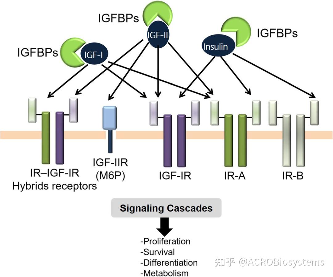 【靶点新势力】IGF-IR靶向眼疾治疗国内“首破冰” - 知乎