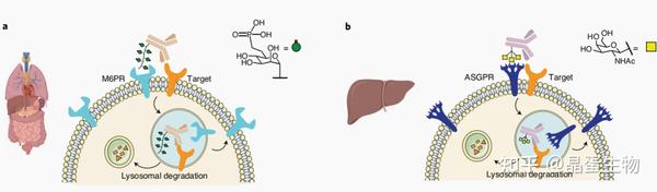 硬核梳理|一文教你区分PROTAC，LYTAC，AUTAC..... - 知乎