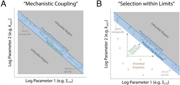 聊聊RuBisCO - 知乎