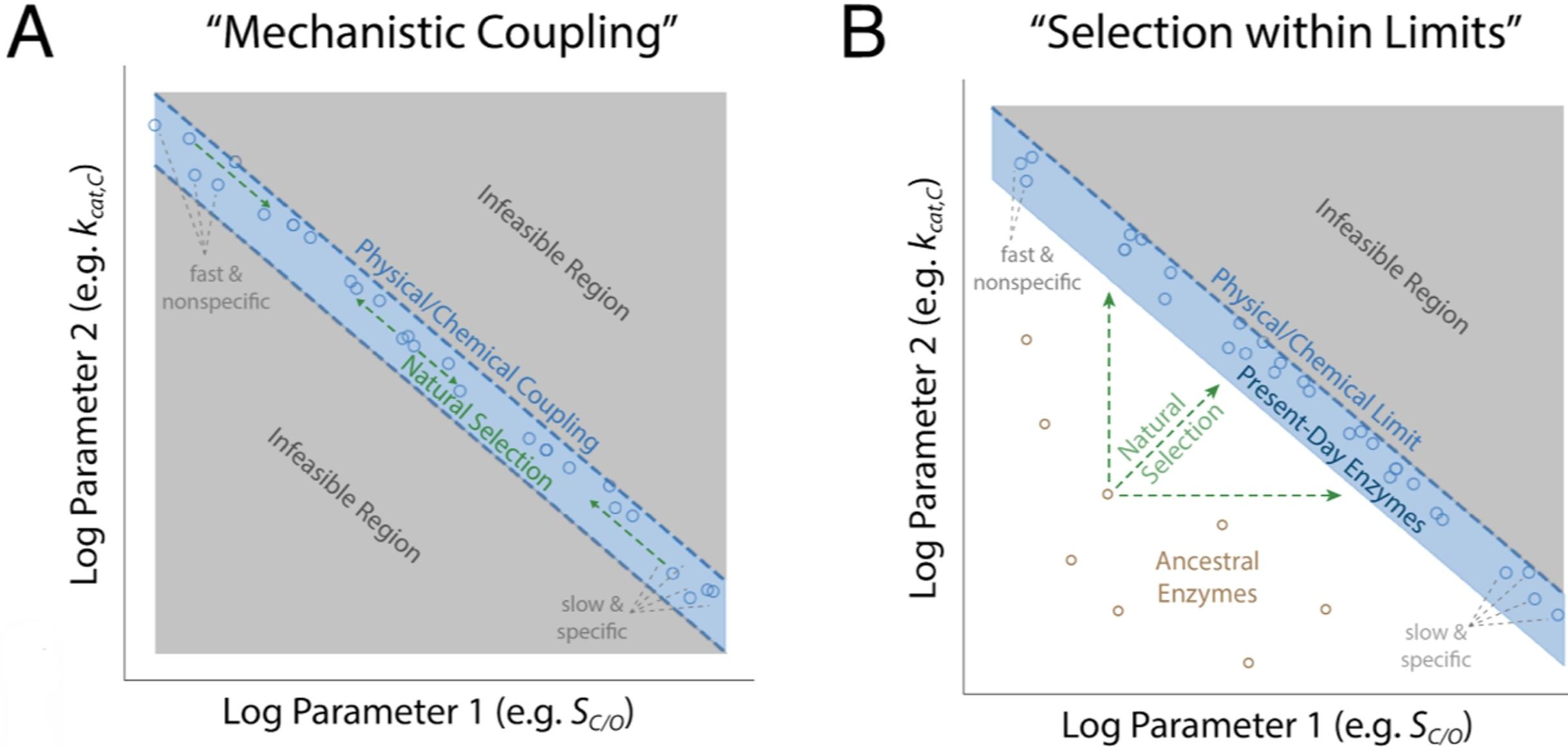 聊聊RuBisCO - 知乎