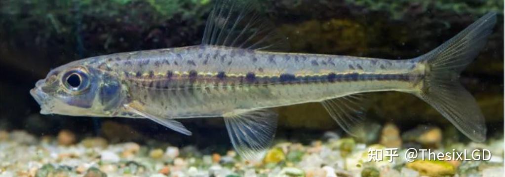 南京地区原生鱼虾等资源整理 - 知乎