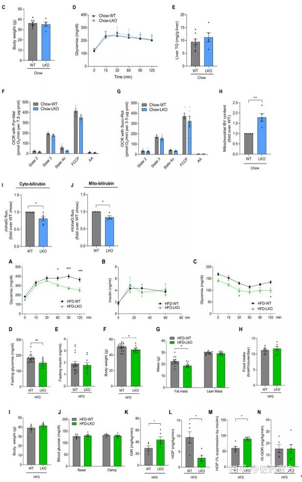 脂肪肝新靶点——ABCB10 | Science子刊最新成果 - 知乎