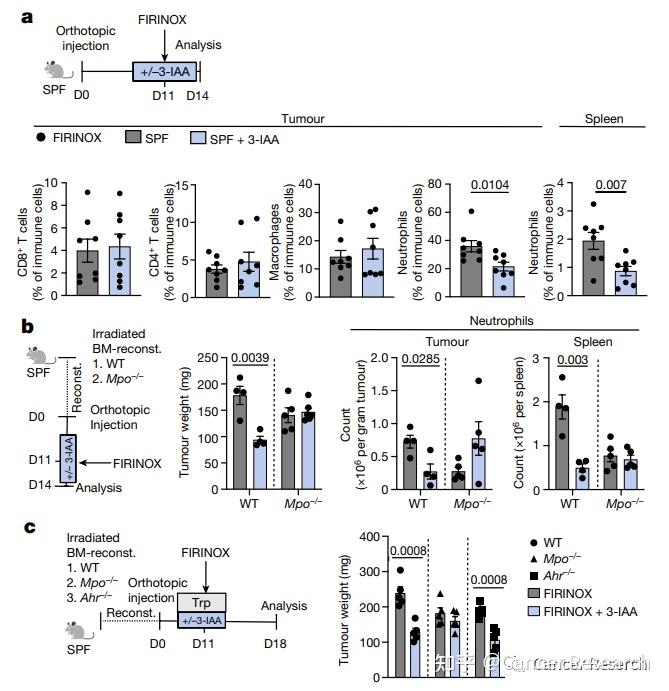 Nature|微生物来源的3-IAA影响胰腺癌化疗疗效 - 知乎
