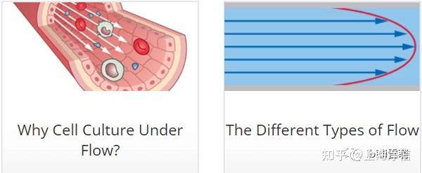 ibidi科普大讲堂|细胞灌流培养（流体剪切力下细胞培养）基础知识 - 知乎