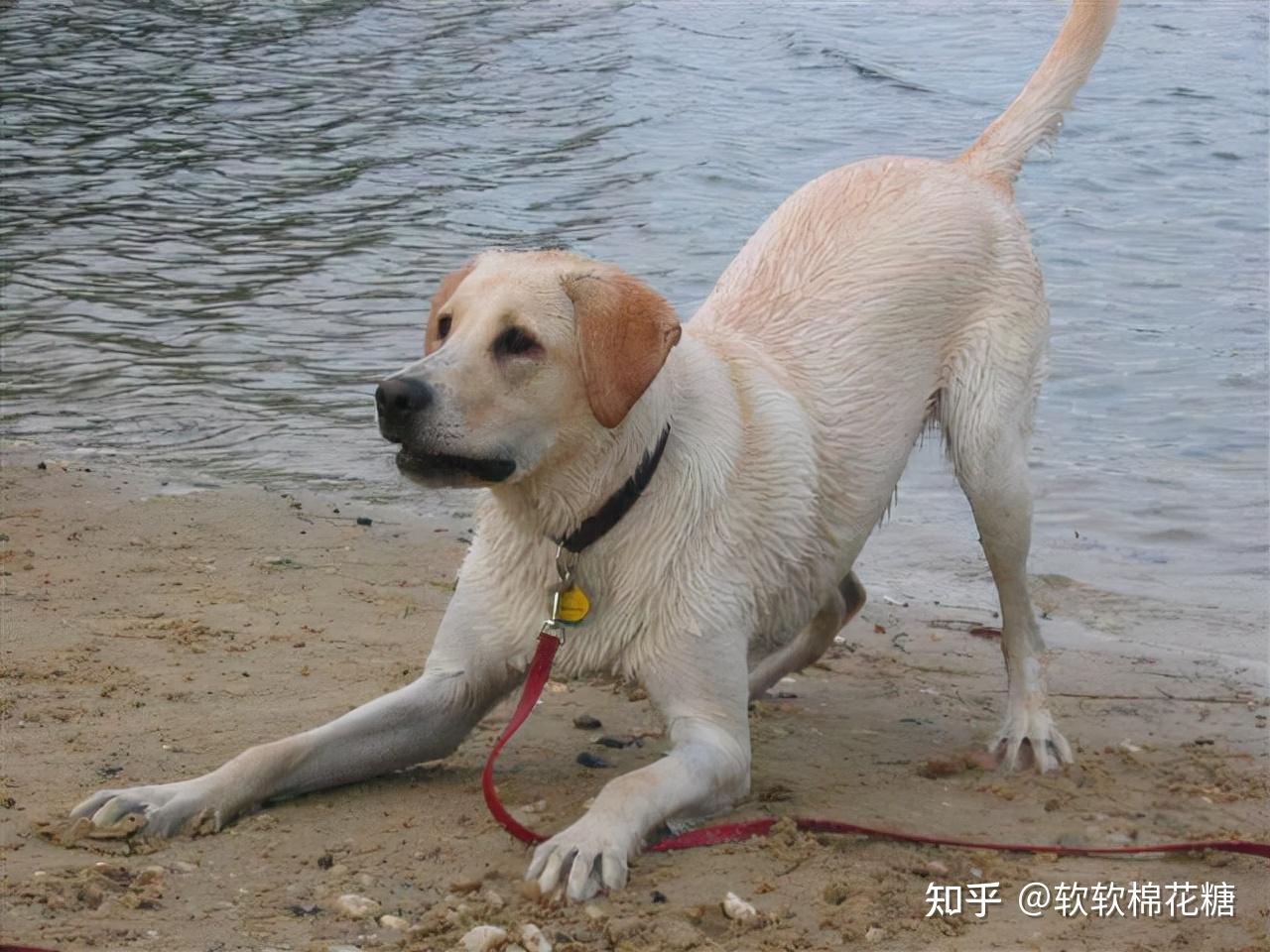 狗狗 拱背”，是病吗？ 知乎