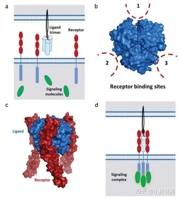 肿瘤免疫中的CD40靶向激动剂 - 知乎