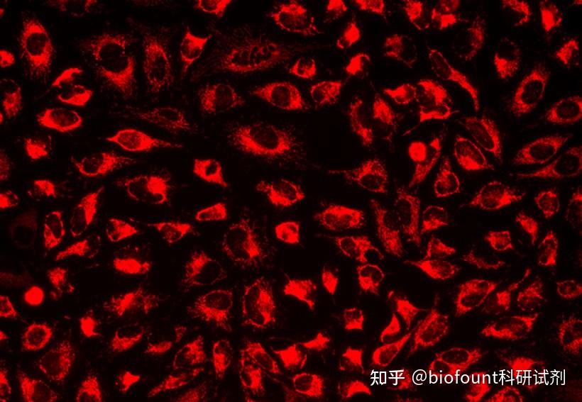 3种好用的线粒体荧光探针 - 知乎