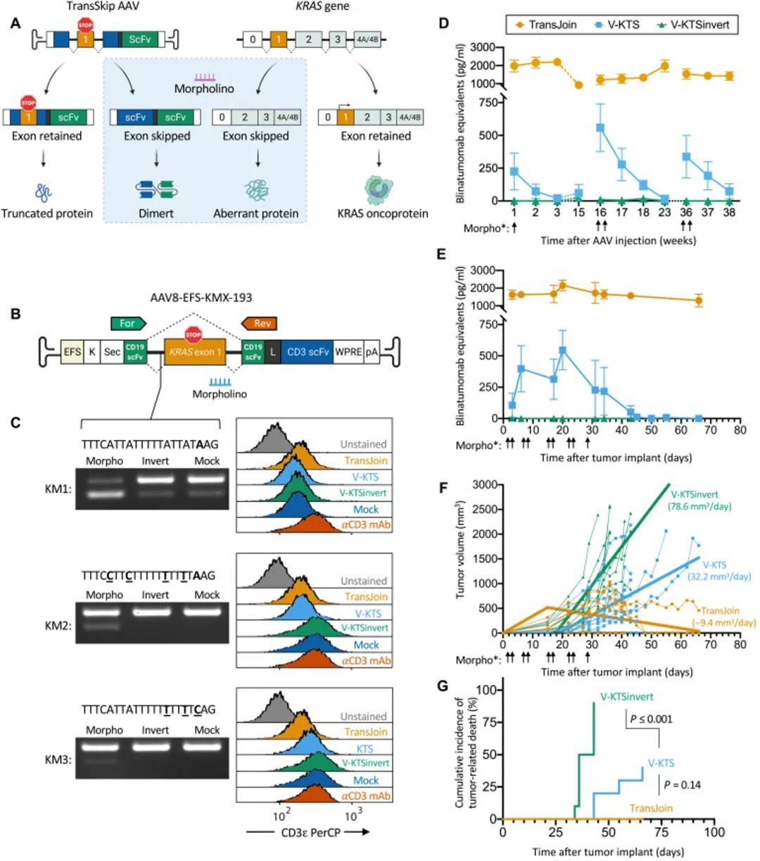 【干货】关于新型抗肿瘤AAV载体，看这篇就够了！ - 知乎