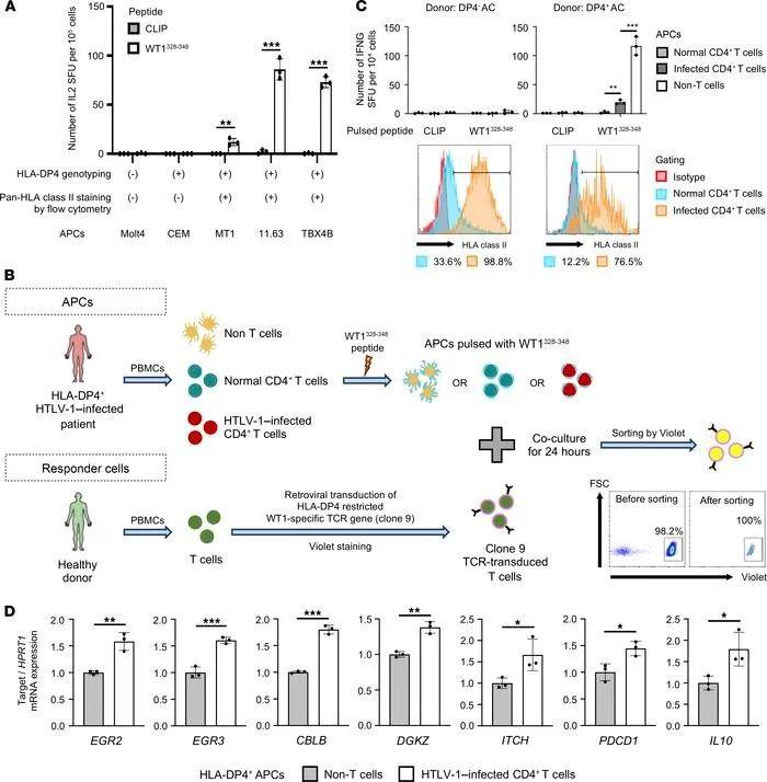 HTLV-1感染促进T细胞过度活化并转化为成人T细胞白血病/淋巴瘤 - 知乎