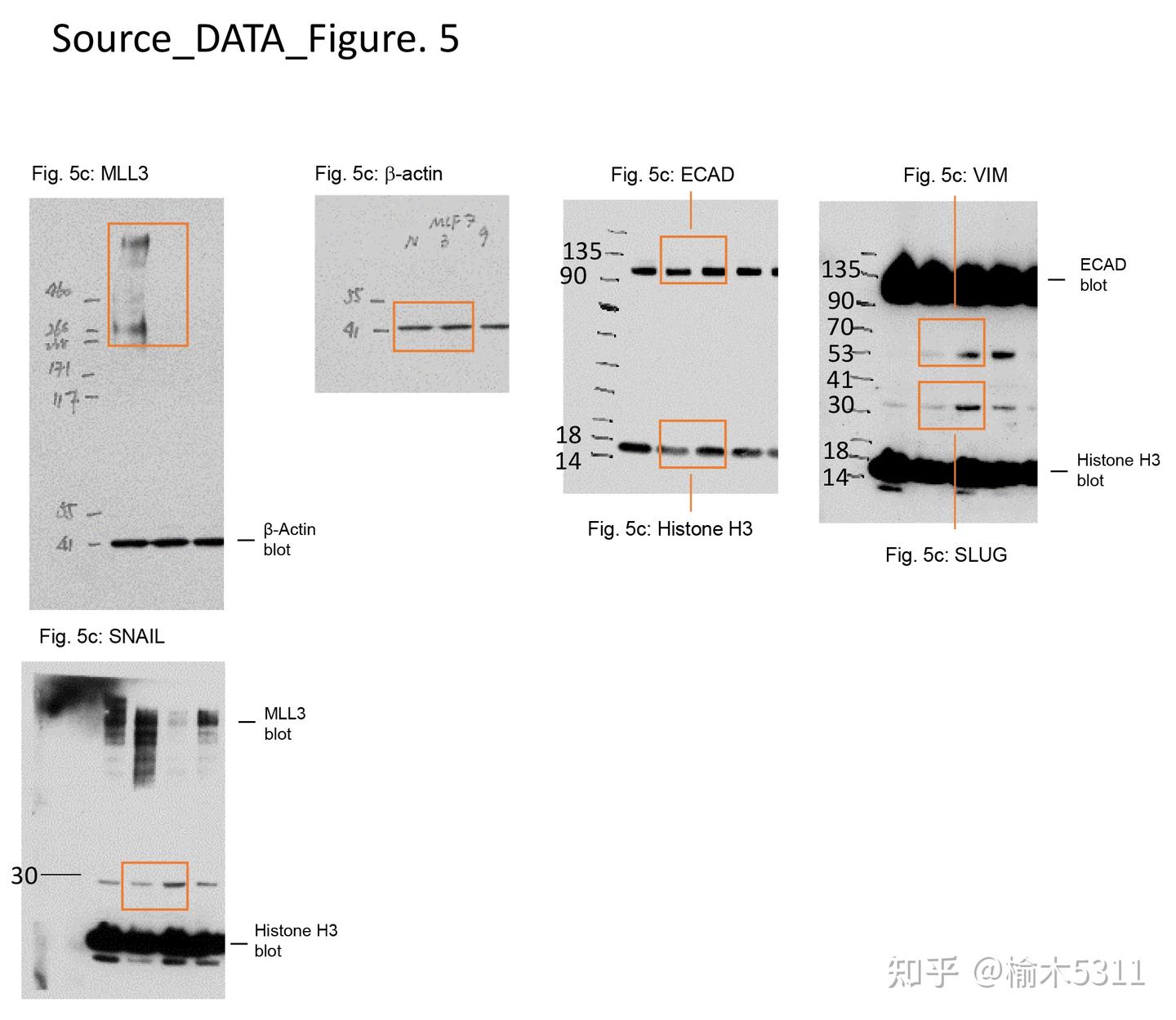 Western blot，不推荐整膜带marker的理由, 真实WB/ Western blot欢迎垂询交流~ykt3728 - 知乎