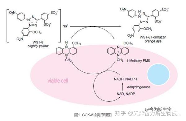 sws干货分享| CCK8药物筛选实验方法及要点分享 - 知乎
