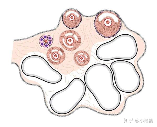 备孕期间,卵泡发育不良,该如何调理? 知乎