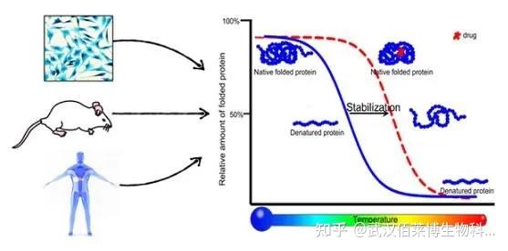 细胞热迁移技术(cell thermal shift assay, CETSA)鉴定蛋白与化合物结合 - 知乎