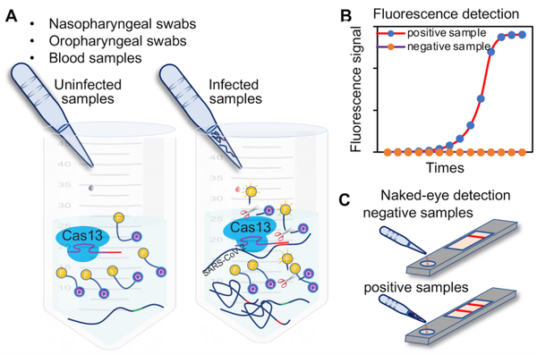 Genes Dis 综述︱上海中医药大学袁富文团队评述CRISPR-Cas13系统在COVID-19检测和治疗中的研究进展 - 知乎