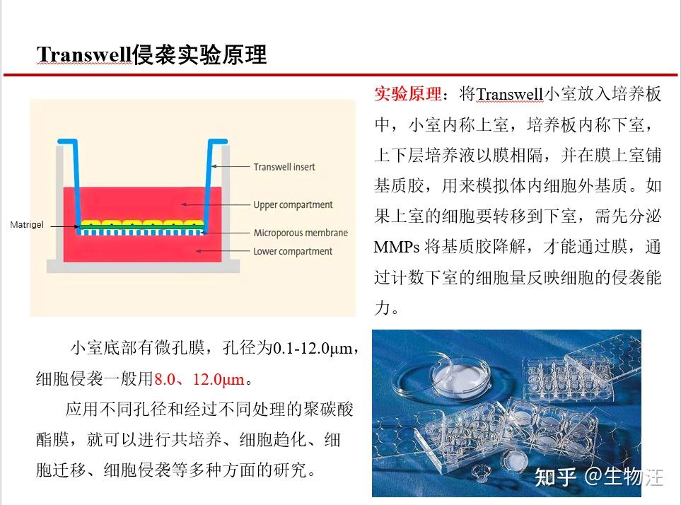 Transwell实验技术 - 知乎