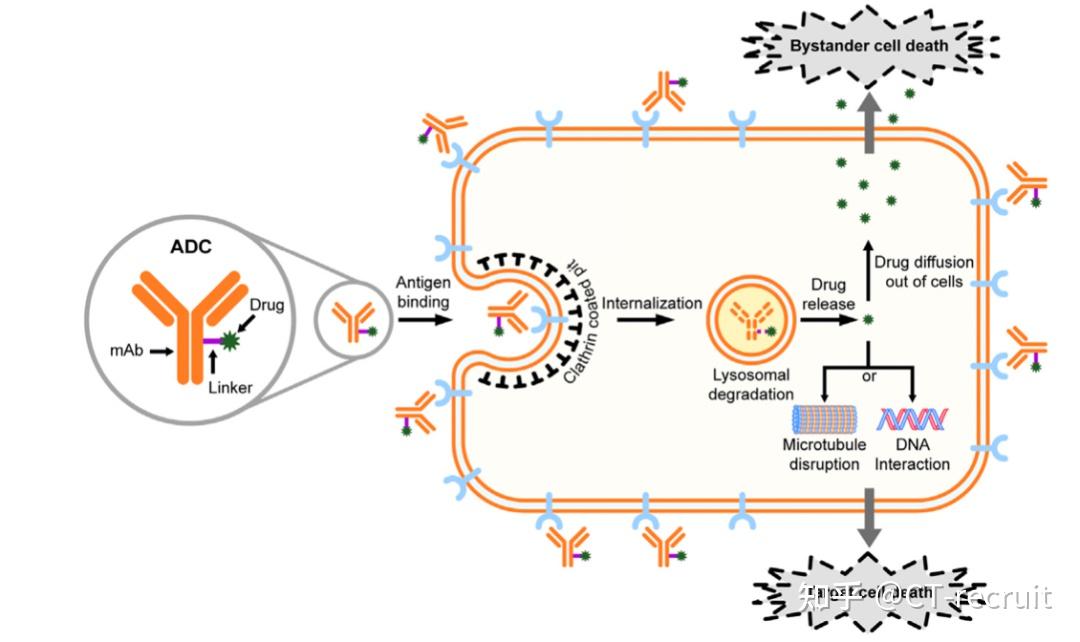 又一款神药？新型疗法抗体药物偶联物（ADC），抗癌中大显身手！ - 知乎