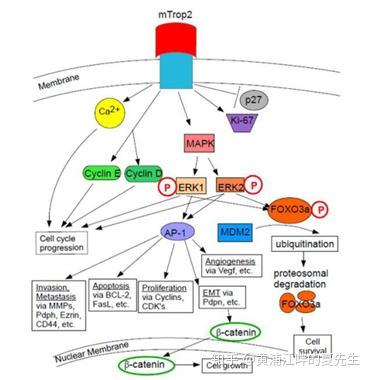 浅谈TROP-2靶向治疗与Immunomedics, Inc. - 知乎