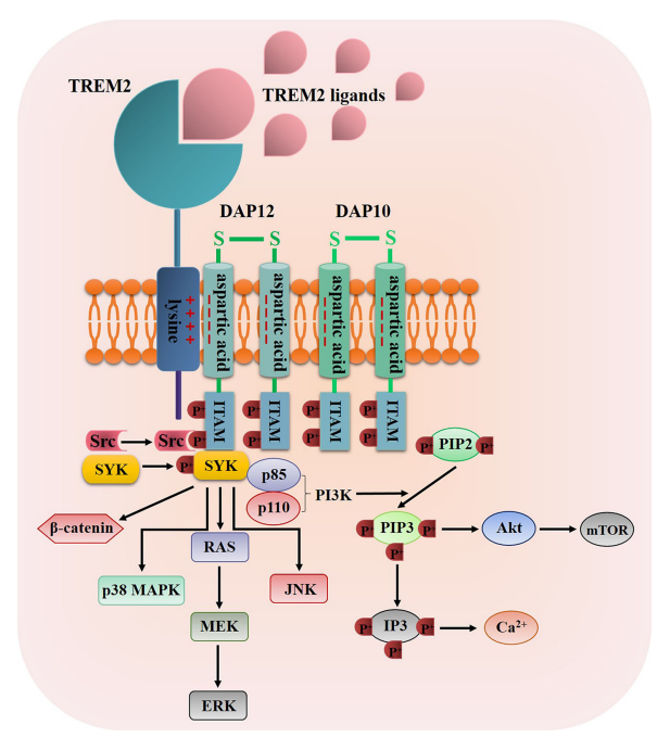 明星靶点TREM2，阿尔兹海默症和癌症治疗的新希望 - 知乎