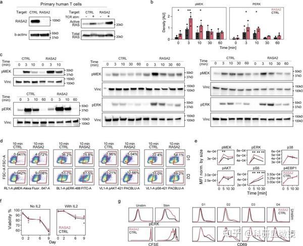 nature前沿为2023年国自然提供研究思路：CAR - T细胞治疗新靶点RASA2带来了可持久击杀肿瘤的T细胞 - 知乎