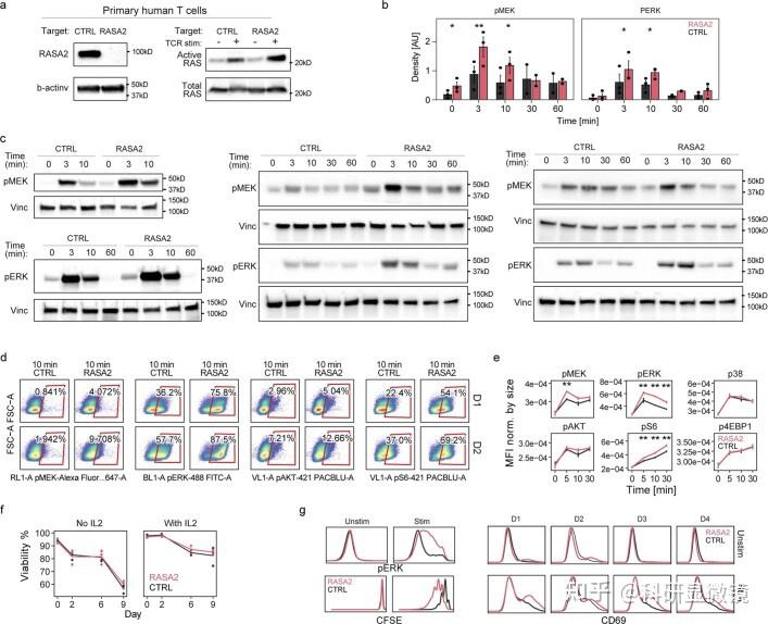 nature前沿为2023年国自然提供研究思路：CAR - T细胞治疗新靶点RASA2带来了可持久击杀肿瘤的T细胞 - 知乎