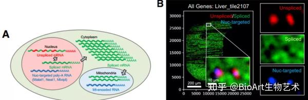 Cell | 空间转录组学可视化新方法：Seq-Scope - 知乎