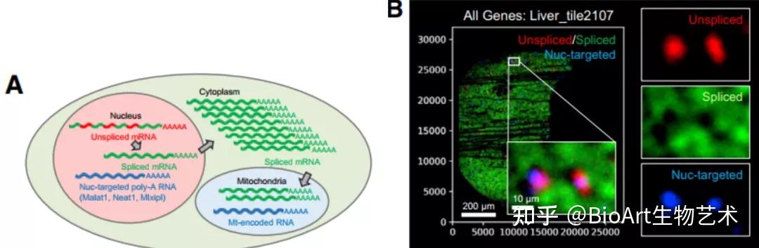 Cell | 空间转录组学可视化新方法：Seq-Scope - 知乎