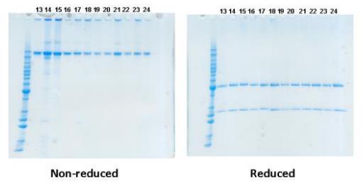 应用案例 | Protein Maker高通量全自动蛋白纯化仪 - 知乎