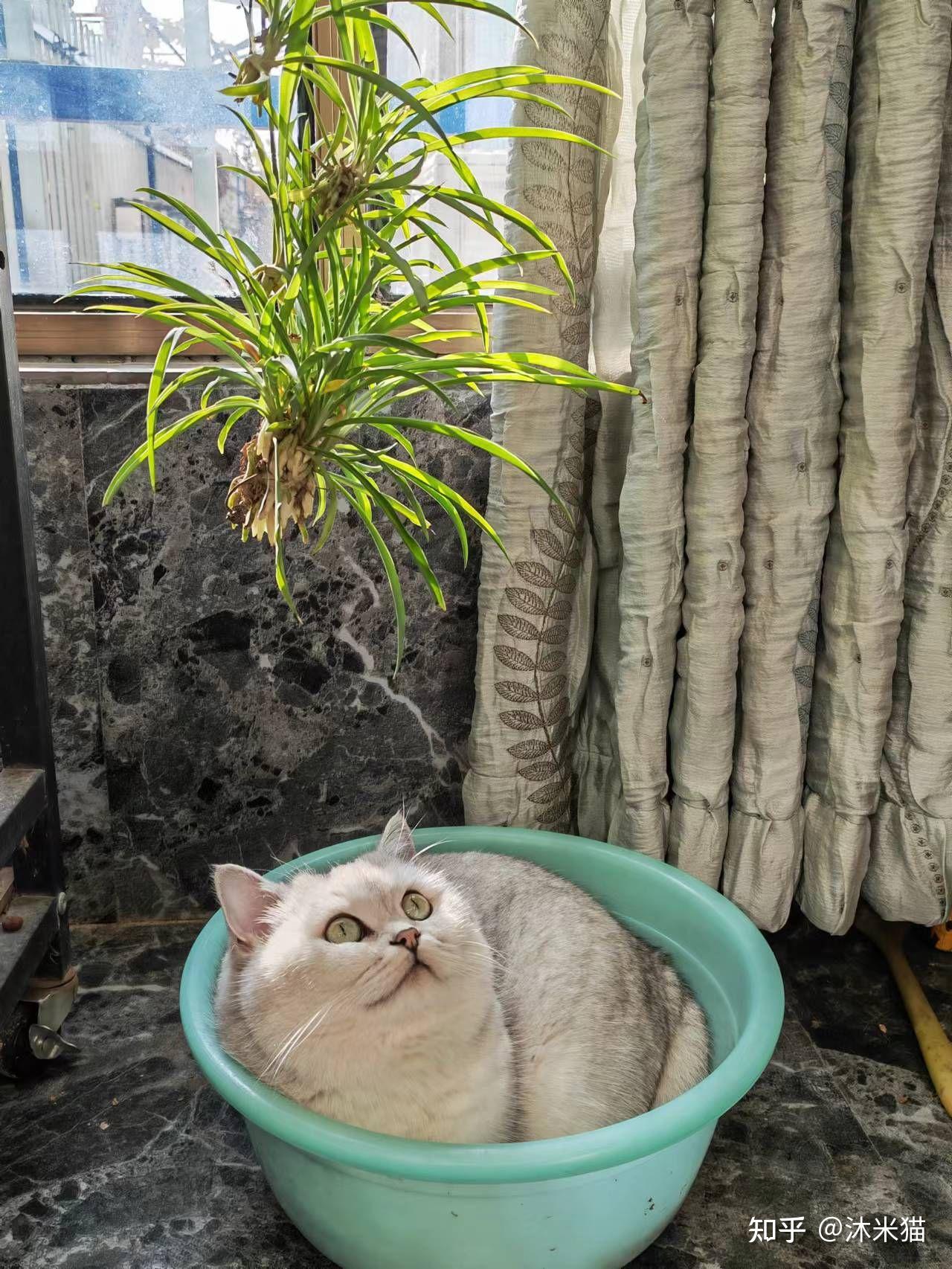 家养猫咪怎么减肥? 知乎