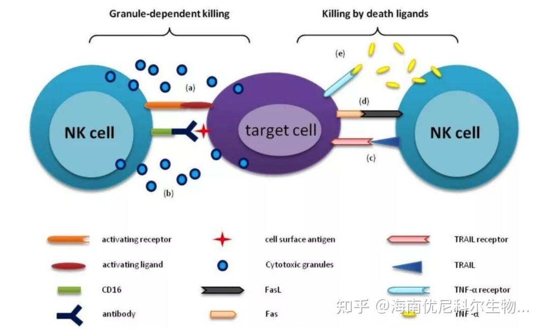 什么是CAR-NK？ - 知乎