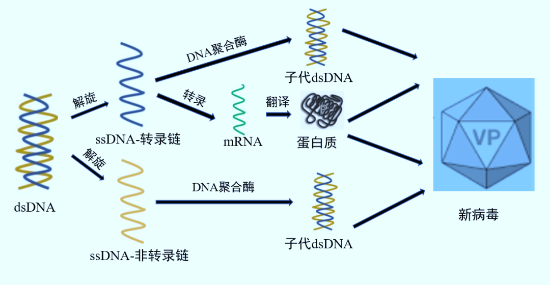 病毒的分类及结构特点 - 知乎