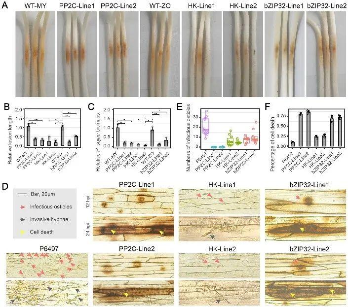 大豆病害研究的领军人物--南京农业大学王源超教授团队 - 知乎