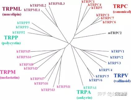 从2021年诺贝尔奖谈TRP靶点药物研发——李英骥 - 知乎
