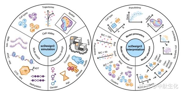 Nature子刊：李婧翌团队开发用于单细胞多组学和空间组学的数据模拟和统计推断的多功能模拟器scDesign3 - 知乎