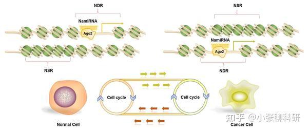 综述丨从NamiRNA视角解读肿瘤发生的表观遗传学机制 - 知乎