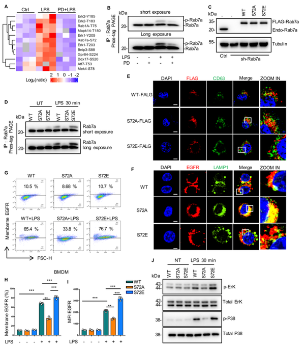 CDD | 唐靖/刘志峰团队合作揭示EGFR激酶活性和Rab GTPases协调EGFR胞内转运调控脓毒症巨噬细胞极化 - 知乎
