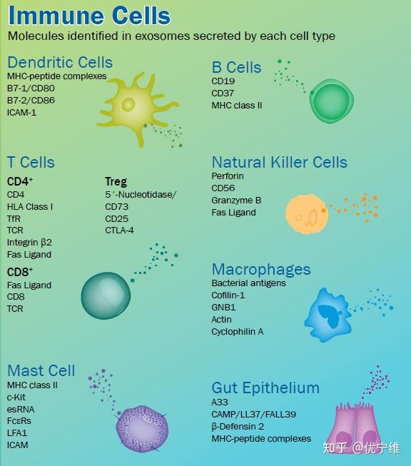 外泌体实验解决方案系列一：外泌体的自我介绍 - 知乎