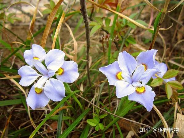 高山上的彩虹女神——鸢尾属Iris - 知乎