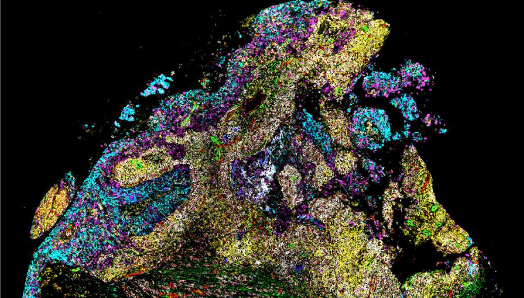 从临床试验到IVD应用，解锁mIHC真正价值（含mIHC抗体验证列表）| 讲座 - 知乎