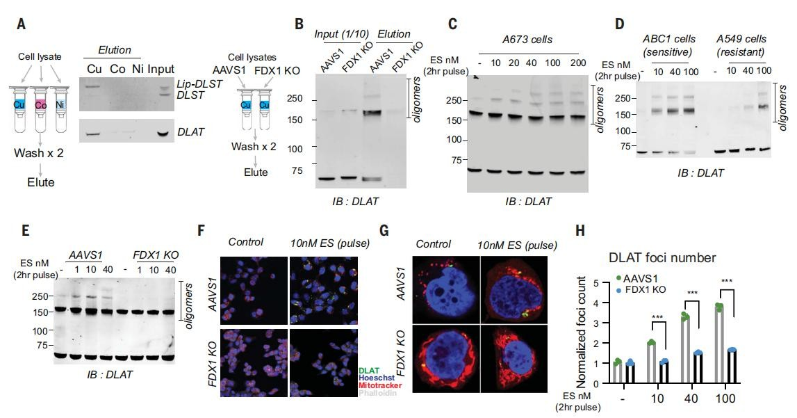 国自然热点——铜死亡研究论文分析 - 知乎