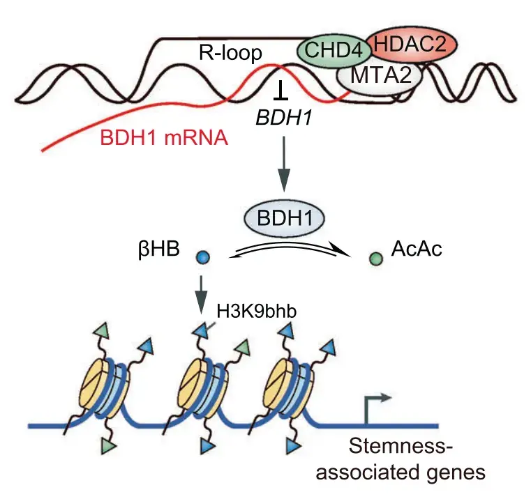 新型修饰大揭秘 ② | 酮体代谢破局点：β-羟基丁酰化 - 知乎