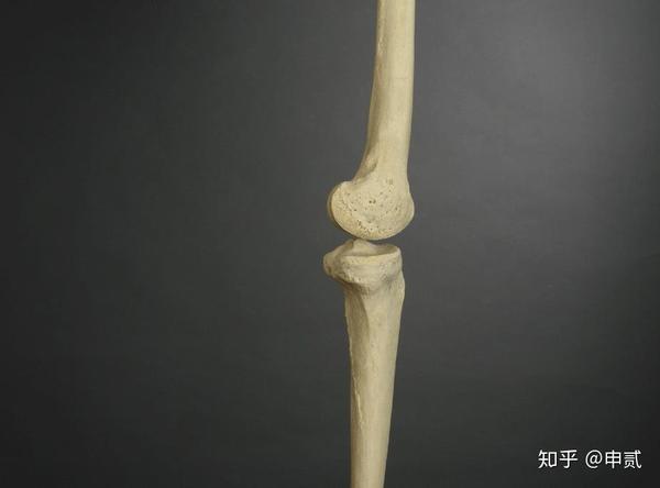 关节松动术——增加关节活动度 - 知乎