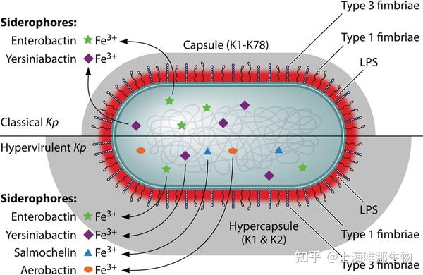 肺炎克雷伯菌毒力因子概况及铁载体介绍 - 知乎