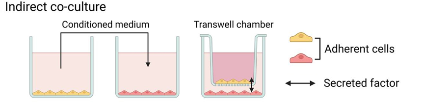 细胞功能实验那些事∣细胞共培养 - 知乎