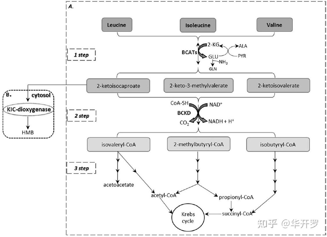 支链氨基酸 (BCAA) 分解代谢调节酶、支链氨基转移酶 (BCAT) 和支链 α-酮酸脱氢酶 (BCKD) 在人类病理生理学中的关键作用 - 知乎