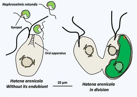 【古菌域全系列14】隐藻界Cryptista：隐于世间而影响世界 - 知乎